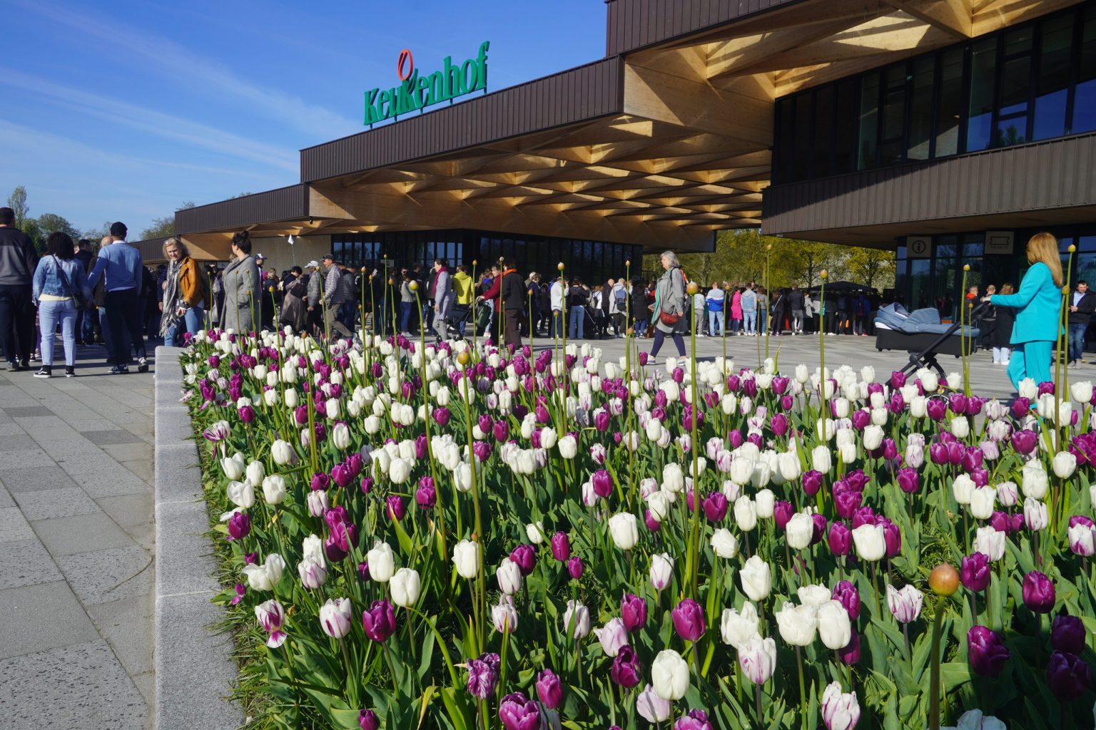 Springtime Tour: Exploring Tulips and Dutch Highlights